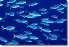 Petition · Senator Schumer bill threatens ocean fish - United States ...