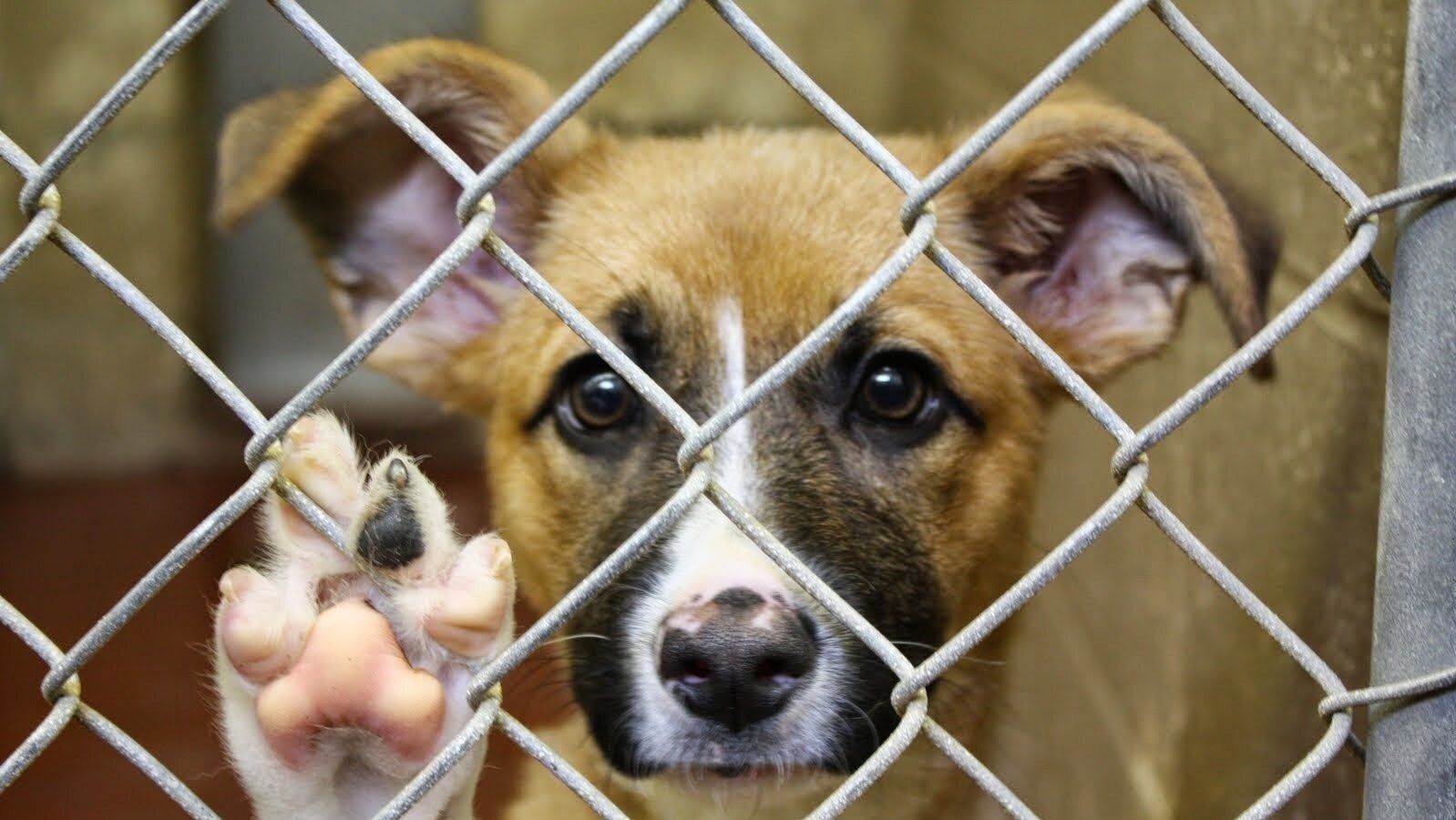 Petition · PROTECT THE ANIMALS - Philippines · Change.org