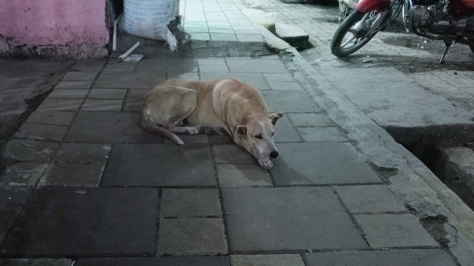 Petition · Stop stray animal killing in Kuwait - Kuwait · Change.org