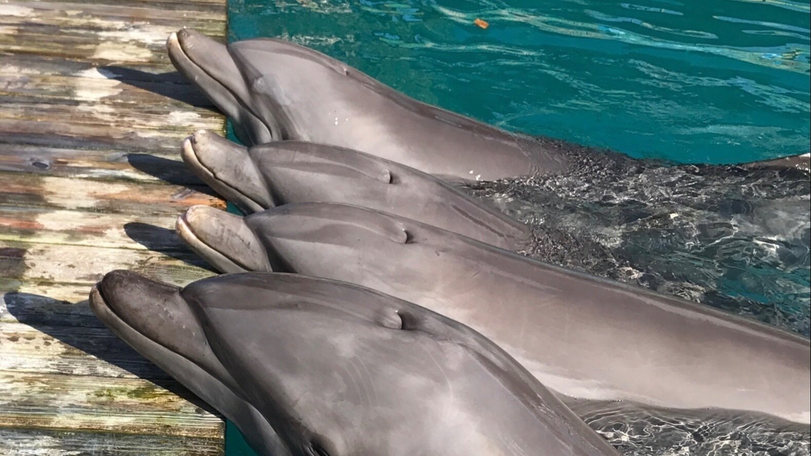 Petition · Save Miami’s Dolphins and Sea Lions — Don’t Let Relocation ...