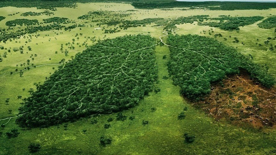 Petition · Stop Deforestation - Canada · Change.org