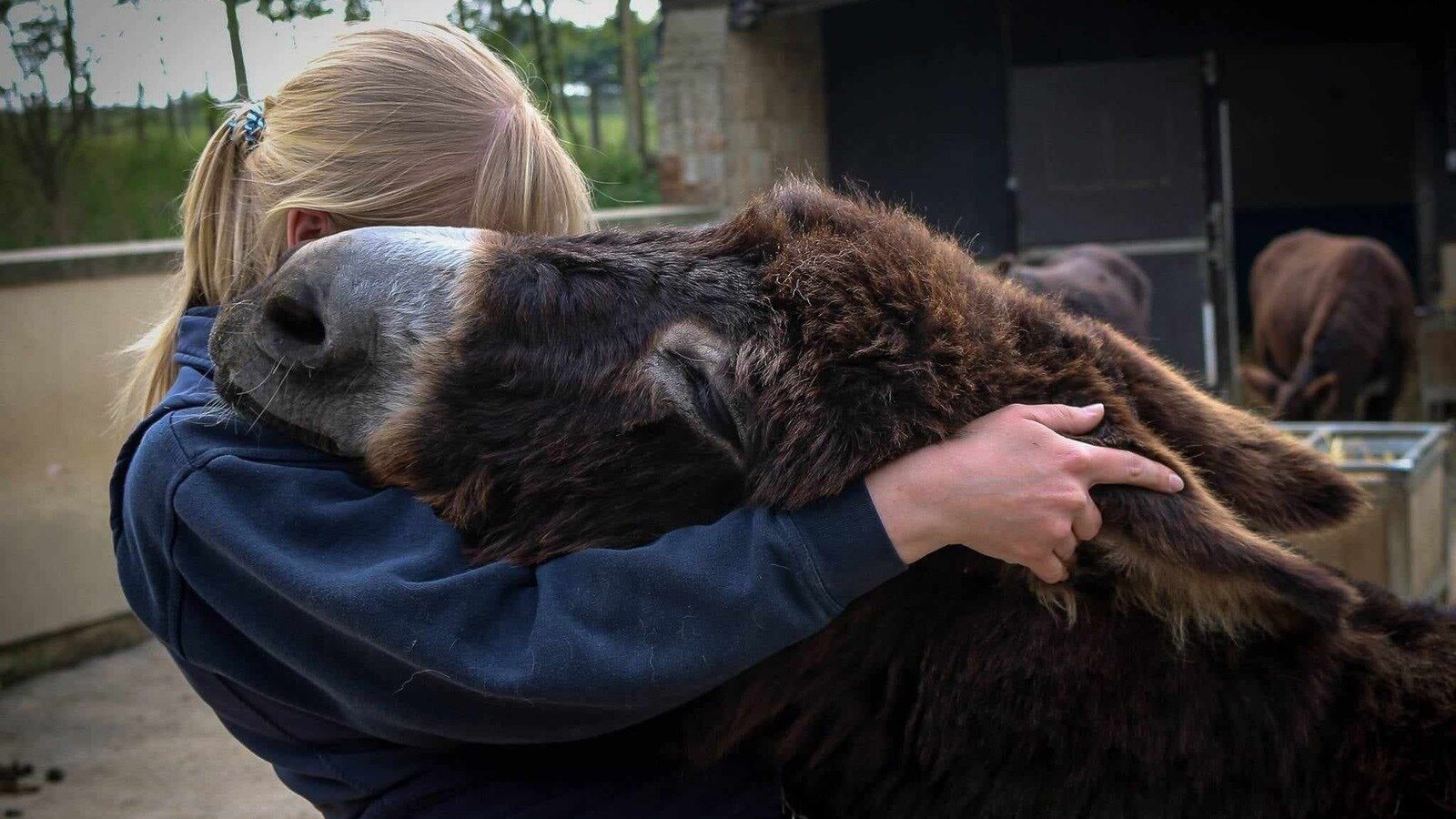 Petition · Save The Donkey Sanctuary Leeds! - United Kingdom · Change.org