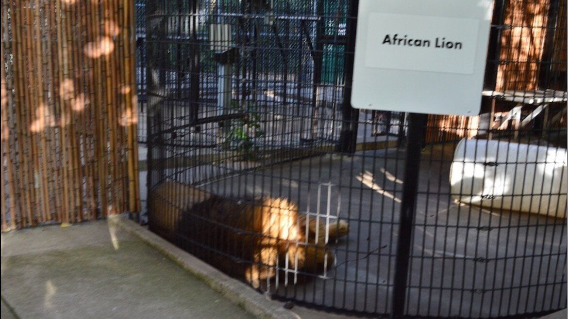 Petition · Close Lagoon Amusement Park's Zoo Due to Inhumane Animal ...