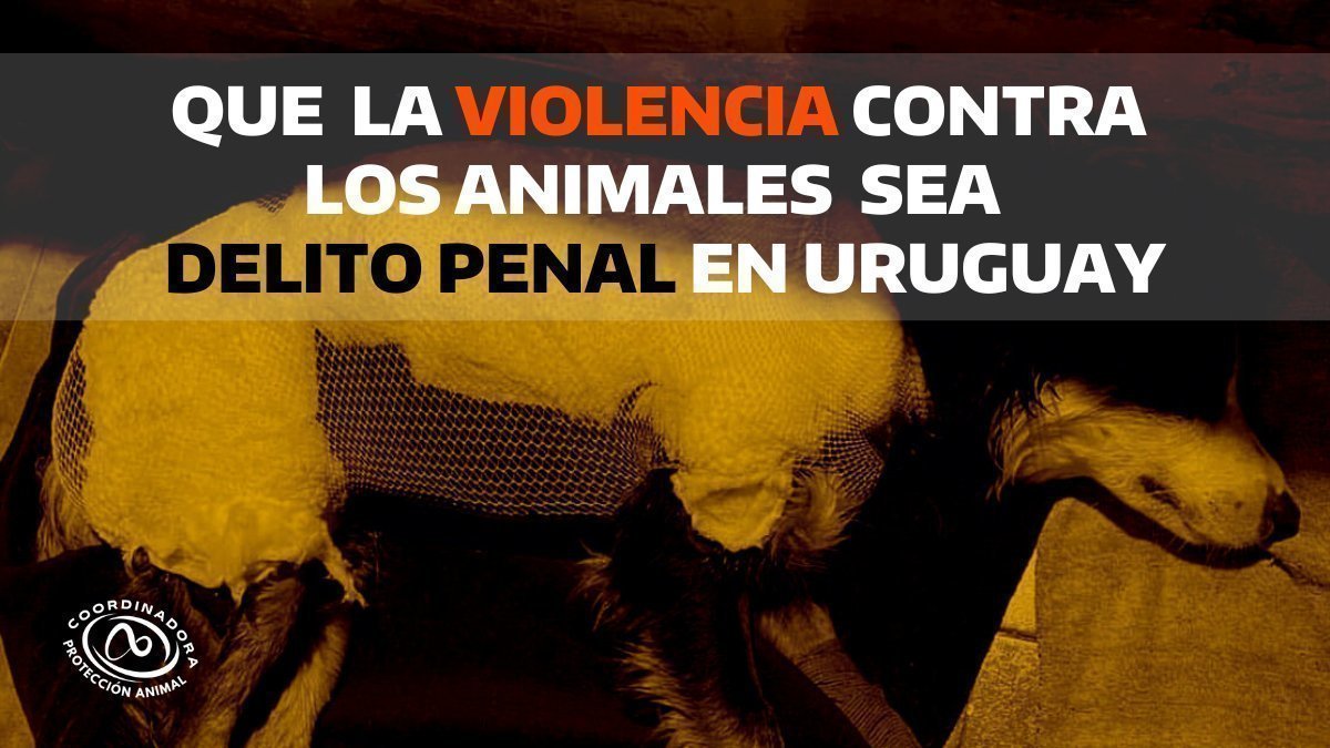 Petición · Que la violencia contra los animales sea DELITO PENAL en ...