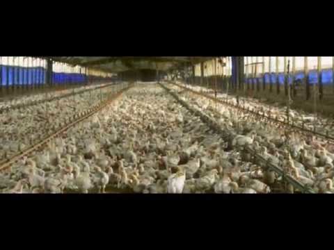 Petition · Stop Factory Farming · Change.org