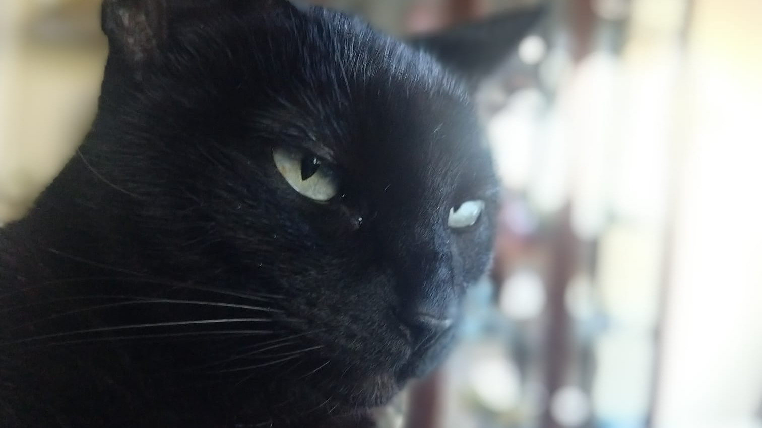 Petition · Change Sierra the cat's name to Starry - United States ...