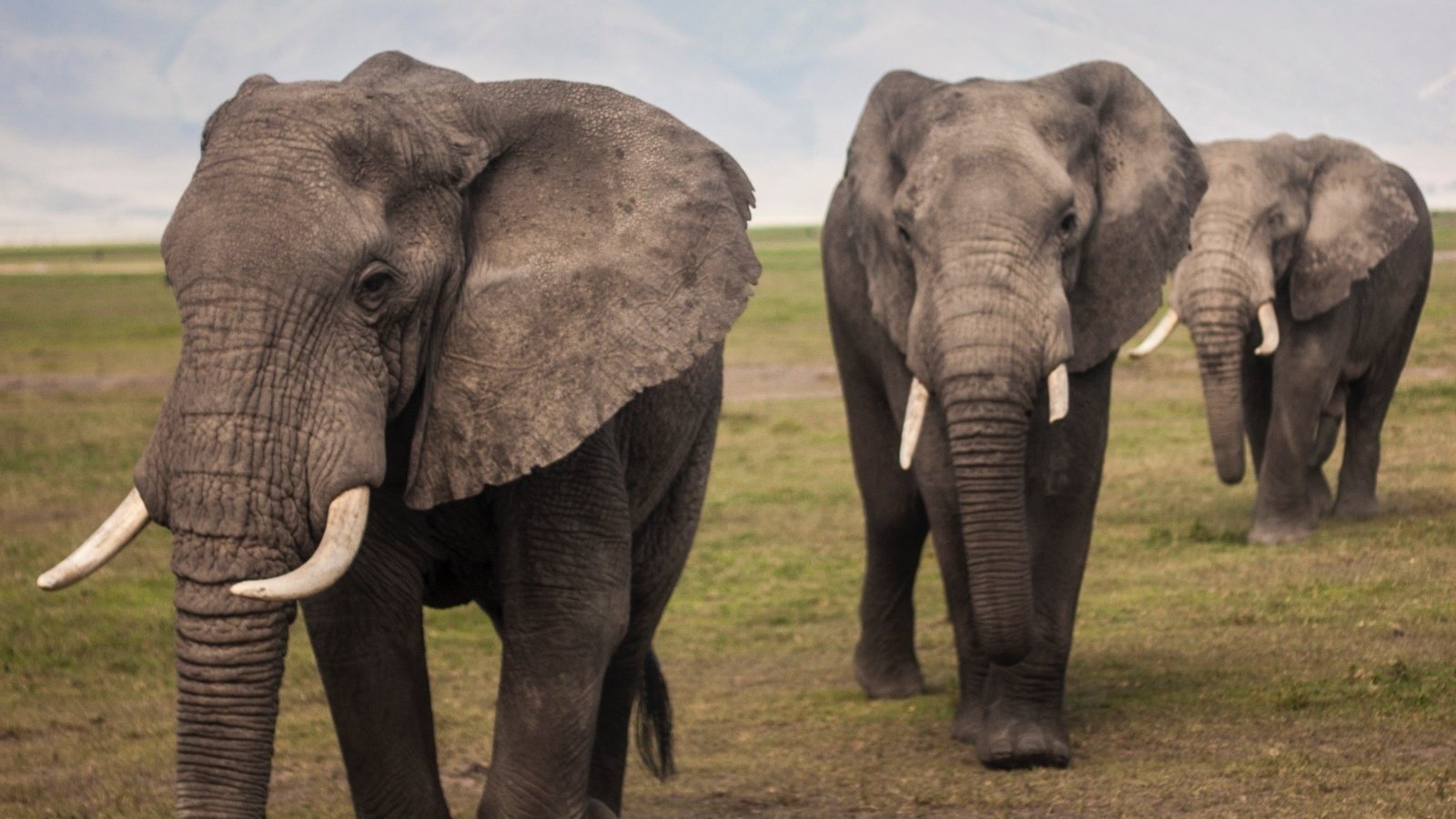 Petition update · Botswana commercial elephant hunt will resume in ...