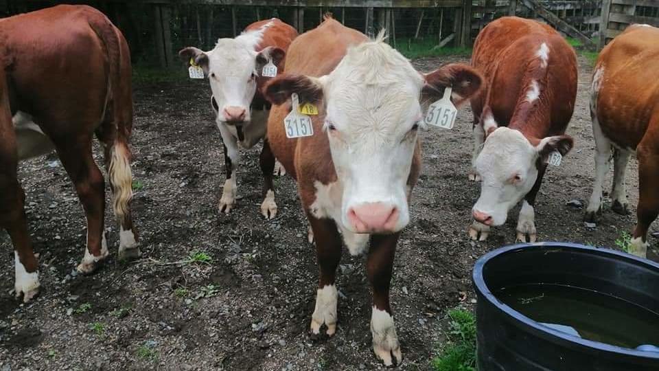 Petition update · Live export and petition update · Change.org · Change.org