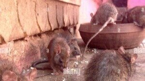 Petition · Address Saddle Brook Rat Infestation - Saddle Brook, United ...