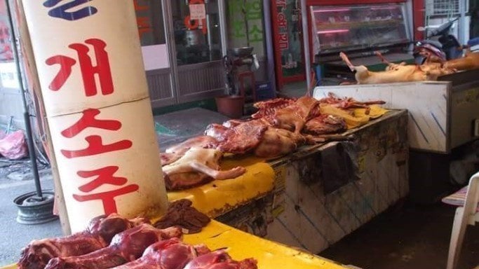 Petition · Stop Killing Dogs and Close Down the Chilsung Dog Meat ...