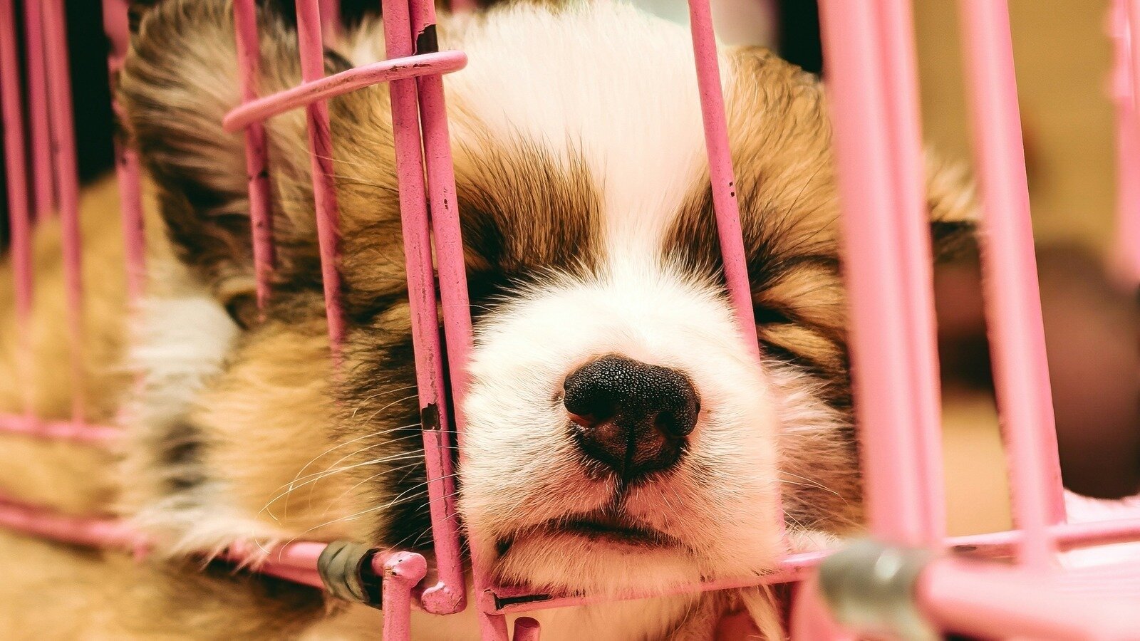 Petition · Pass a Statewide Retail Ban & End Cruel Puppy Mill Sales in ...