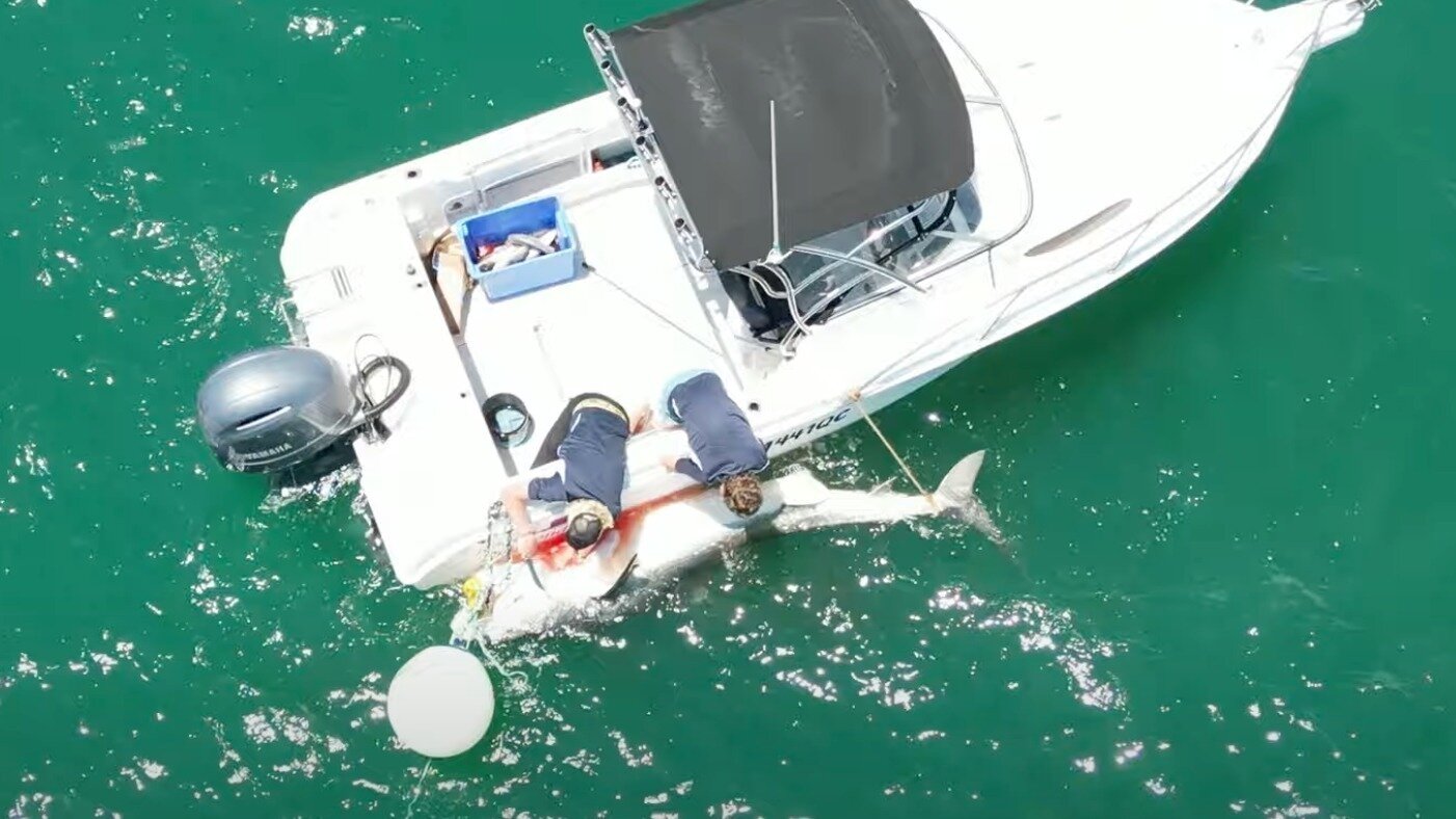 Petition update · HORRIFIC ANIMAL CRUELTY EXPOSED IN QUEENSLAND SHARK ...