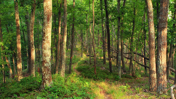 Petition · SOS: Lend a hand and save our land - United States · Change.org