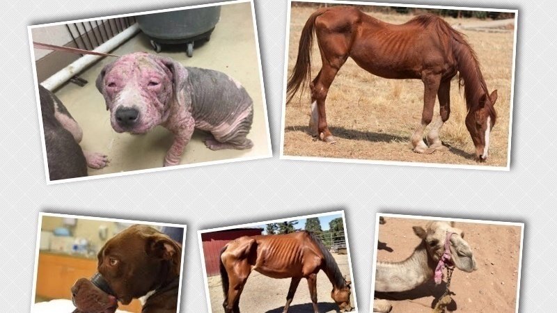 Petition · Protect animals from abuse, neglect and hunger - United ...