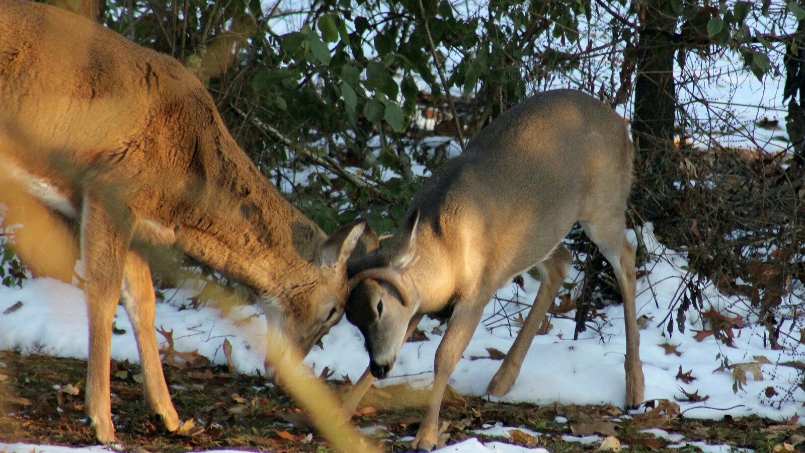 Petition · Amend deer reduction zone hunting laws in Elkhart County ...