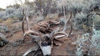 Petition · Stop poaching in the UK - United Kingdom · Change.org