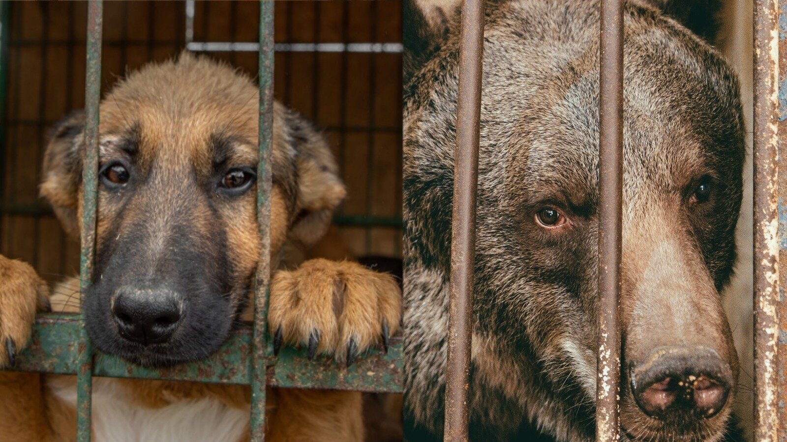 Pétition · Intervention protection des animaux, amélioration sur l ...