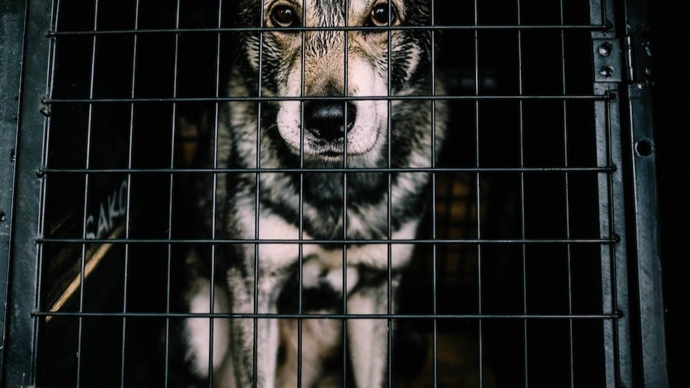 Petition · Stop animal testing for good - Australia · Change.org