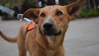 Petition · Save Stray Dogs in Jordan from Hunger and Violence - Jordan ...