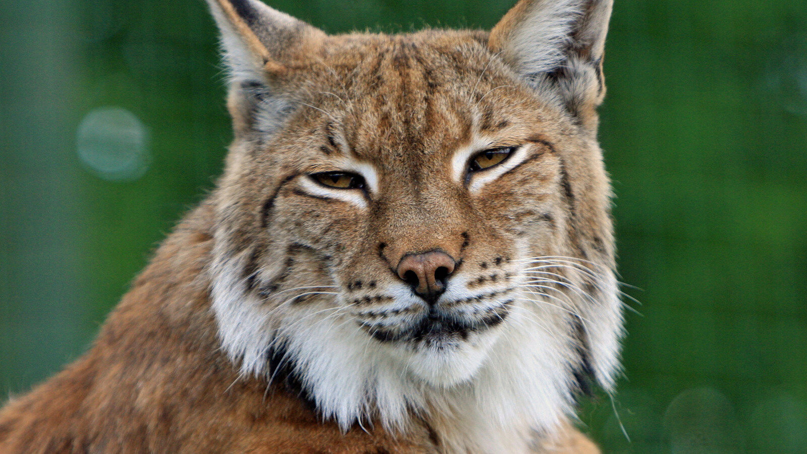 Petition update · Lynx Was Caught In A Leg Trap And Released - Traps ...