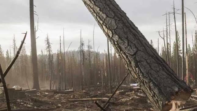 Petition · STOP CUTTING TREES! · Change.org