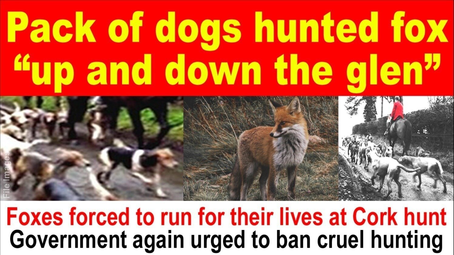 Petition update · Pack of dogs hunted fox “up and down the glen” at ...