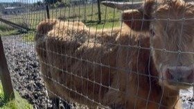 Petition · Help us make funding a robust Animal Control Department in ...