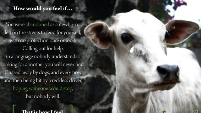 Petition · Save Cows, Save India - India · Change.org
