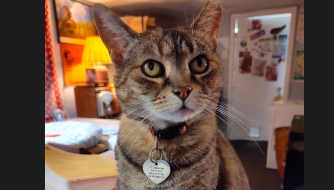 Petition · Help Lizzie the Weavers Way Co-op cat keep her job ...