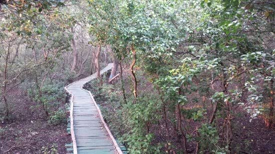 Petition · Plz Save mangrove forest in kakinada... - India · Change.org