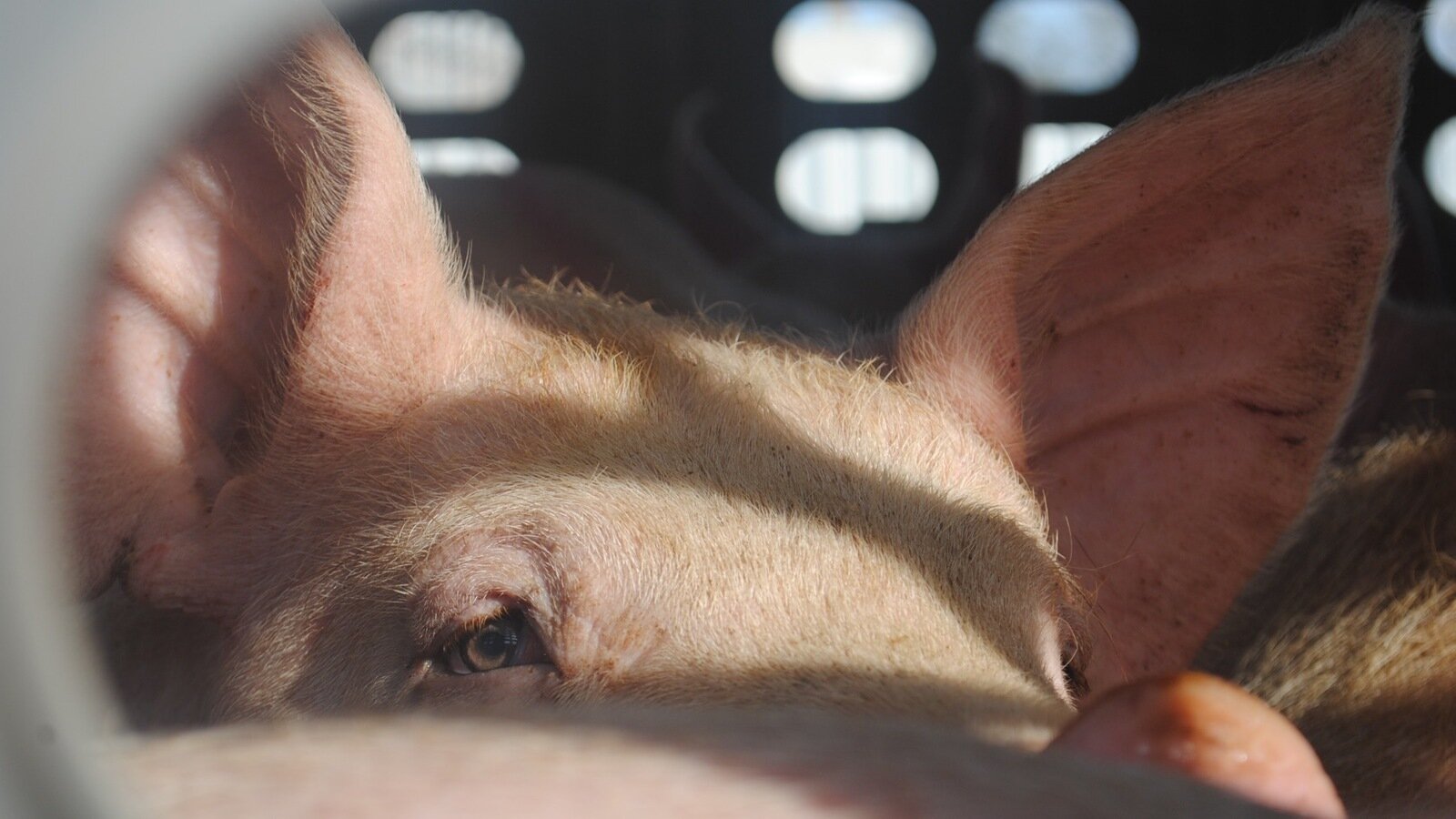 Petition · Shut Down JBS Slaughter House - Louisville, United States ...