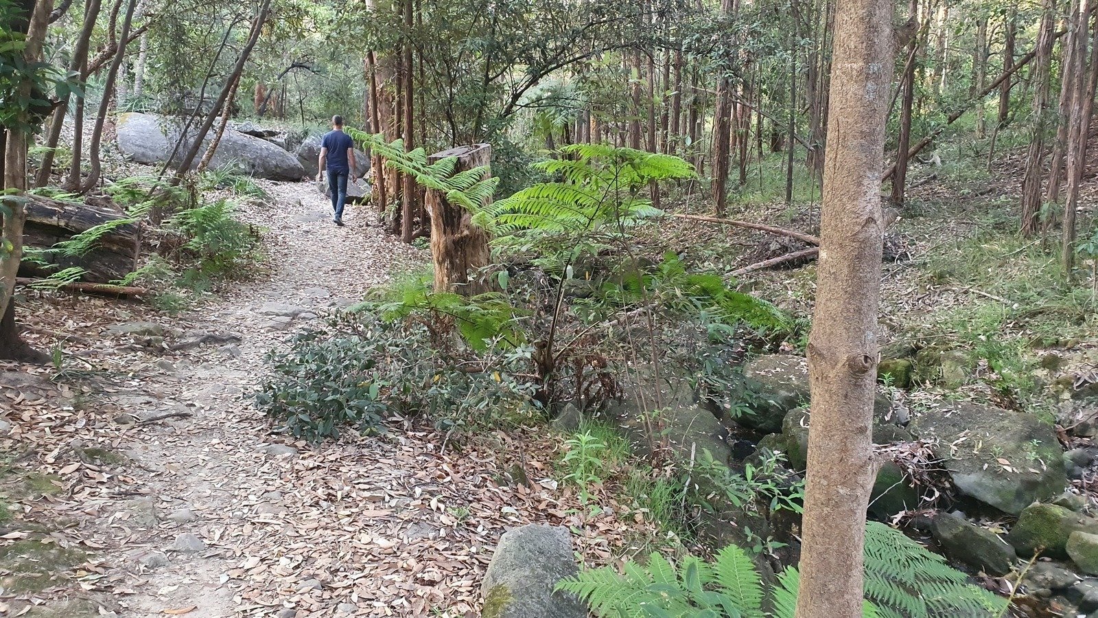 Petition · Save the Bush Track from Cycleway Plans - Sydney, Australia ...