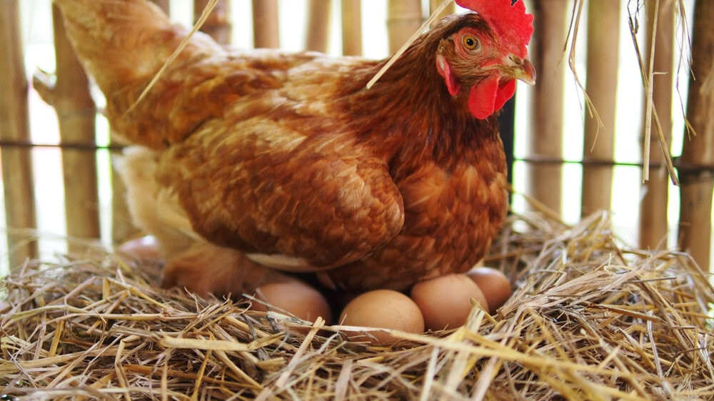 Petition · Legalize the Raising of Backyard Chickens - Boynton Beach ...