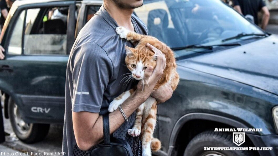 Petition update · Animals in crisis · Change.org · Change.org