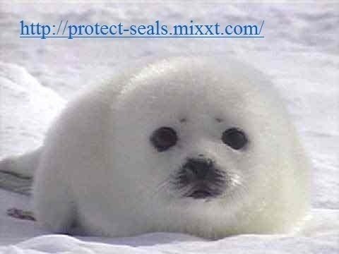 Petition · PETITION TO SEND TO ALL CANADIAN SENATORS ABOUT BABY SEALS ...