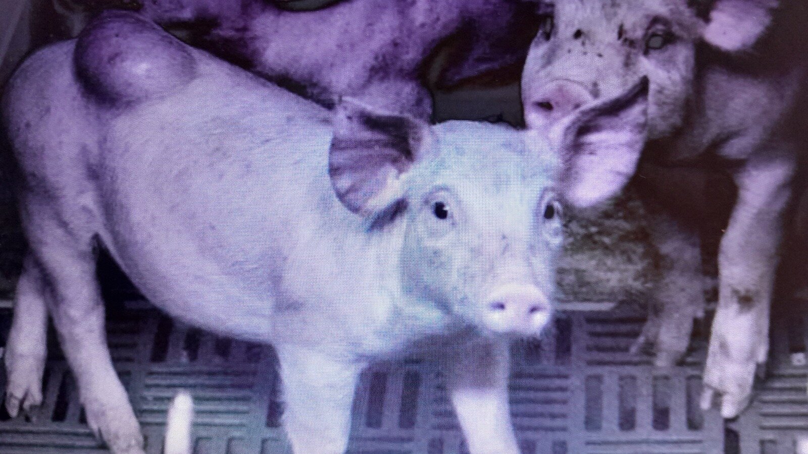 Petition · Stop the Support of Factory Farm Cruelty - Portugal · Change.org