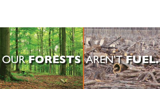 Petition · Stop Big Companies from Burning Our Forests - United States ...
