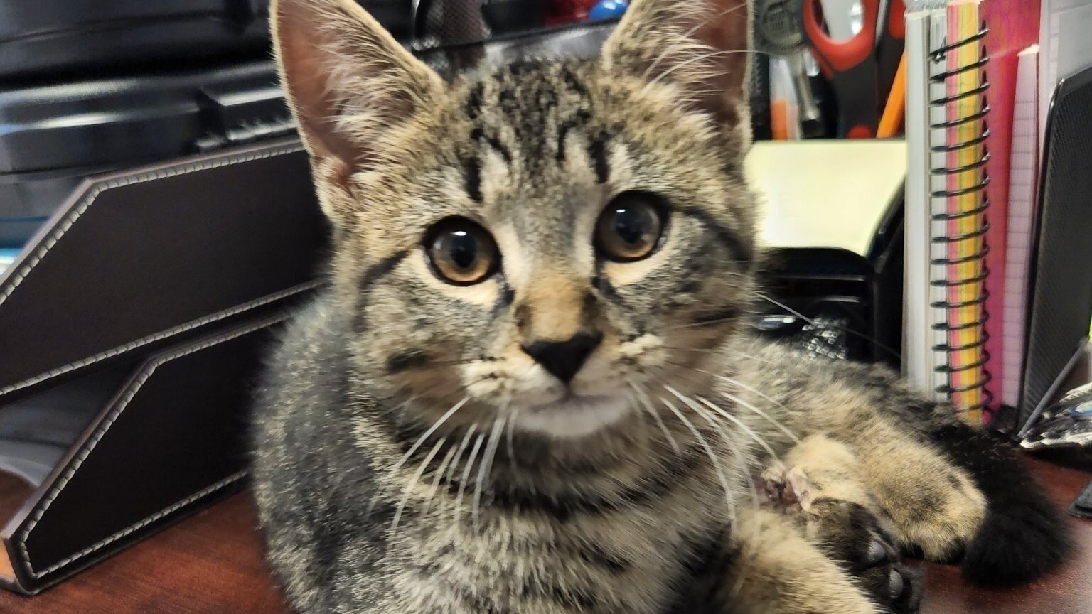 Petition · Bringing the adventures of Bandit back to Facebook - United ...