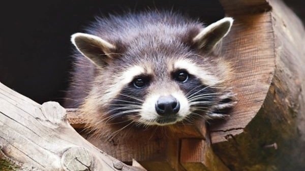 Petición · Salvemos al Mapache de Cozumel - Mexico City, México ...