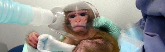Petition · Please Sign the petition to Replace Animals in Research with ...