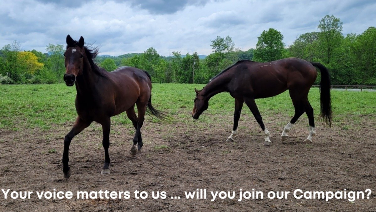 Petition · Campaign for Quieter Fireworks to Protect Animals, Pets, and ...