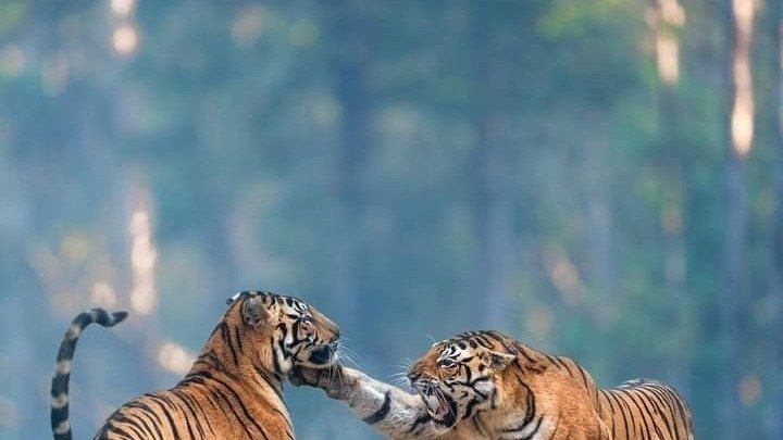 Petition · Stop hunting animals - Philippines · Change.org