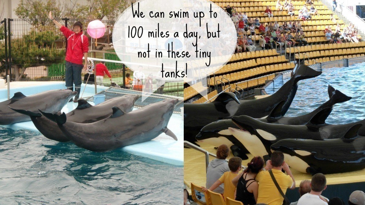 Petition · Get all whales and Dolphins out of captivity and out of ...