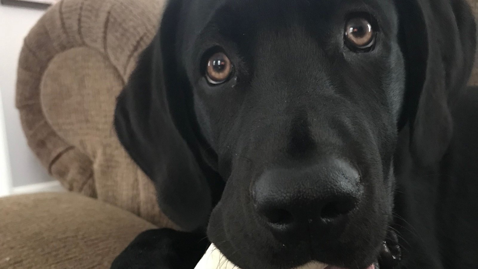 Petition · Get Aiden a Dog - United States · Change.org