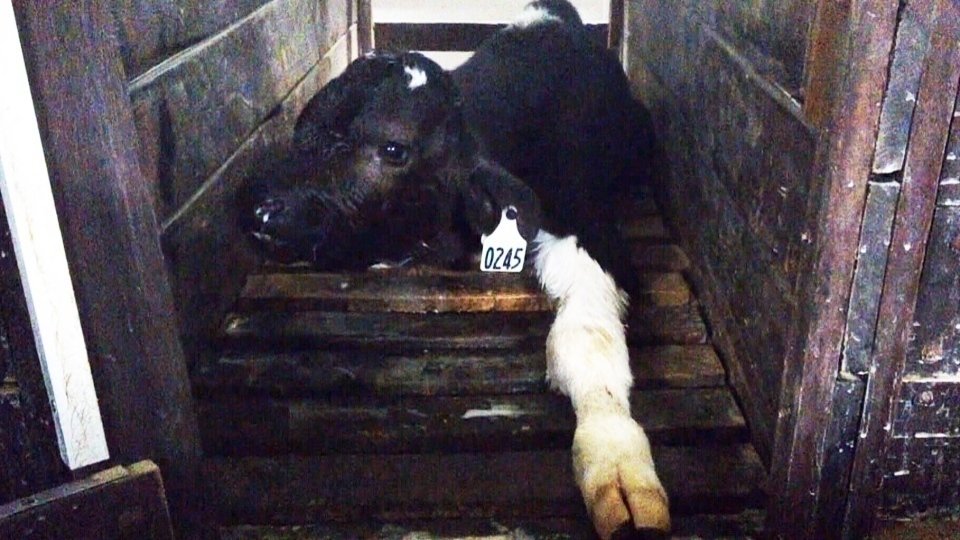 Petition · Ban inhumane veal crates in Florida - United States · Change.org
