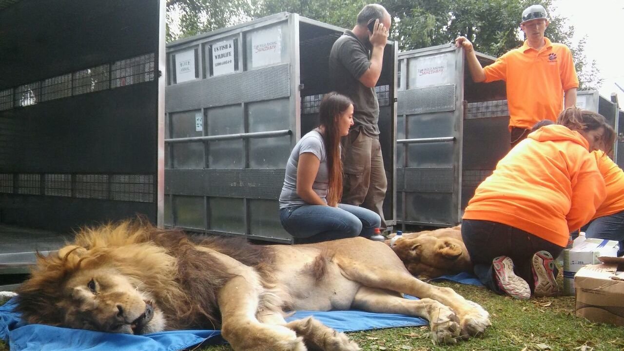 Petition update · Ex Zoo de Colón: gran avance en el traslado de los ...