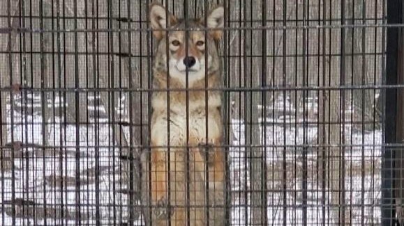 Petition · Help rehome a coyote that has been caged for 4 years ...