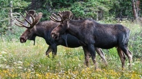 Petition · Change the plural of moose to meese - United Kingdom ...