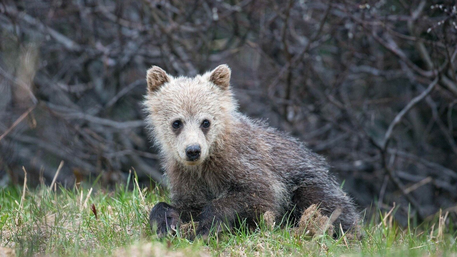 Petition · Advocate for the Grizzly Bear Stewardship Framework in ...
