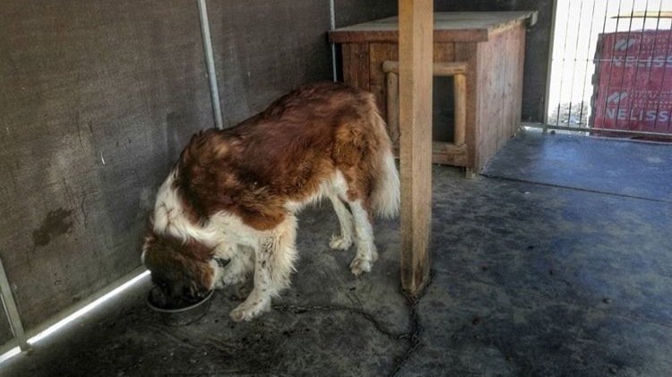 Petition · Justice For Misha - Poland · Change.org